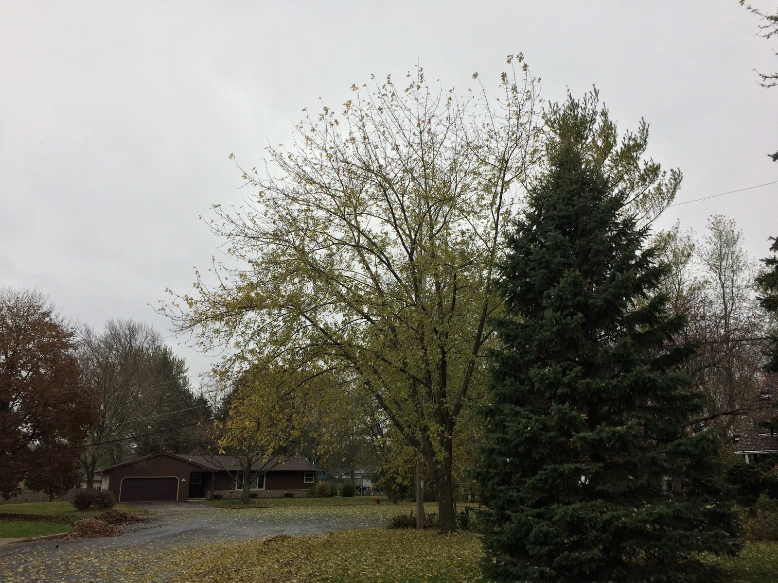 JUST DUCKY!: Garden Thursday