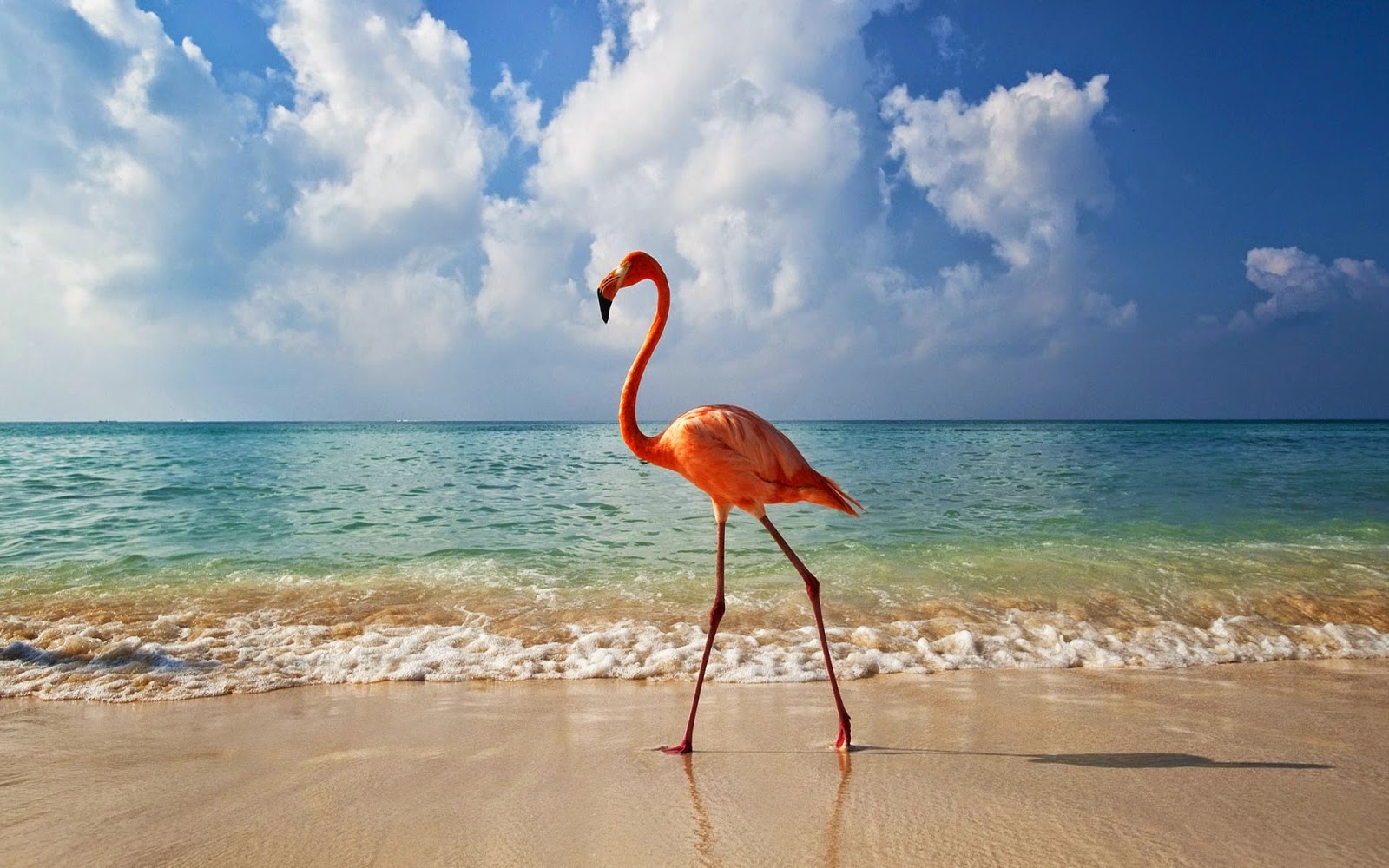 InformaBicho: Flamingo