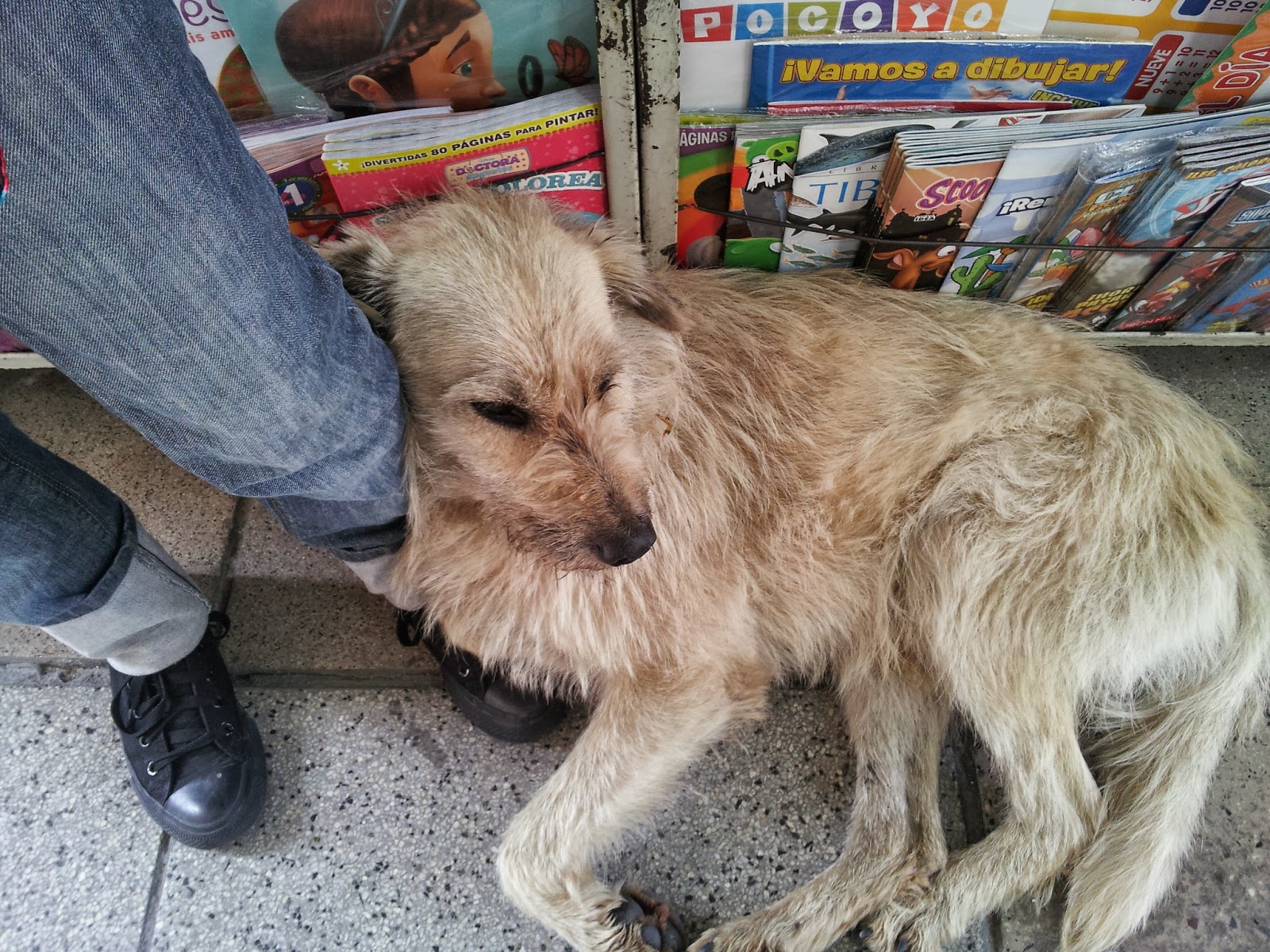 Aquí los Perros son Bienvenidos - Perro Real
