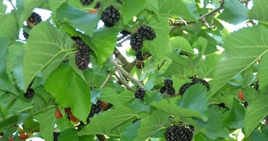CHINAR SHADE : KASHMIRIS AND THE MULBERRY TREE.....