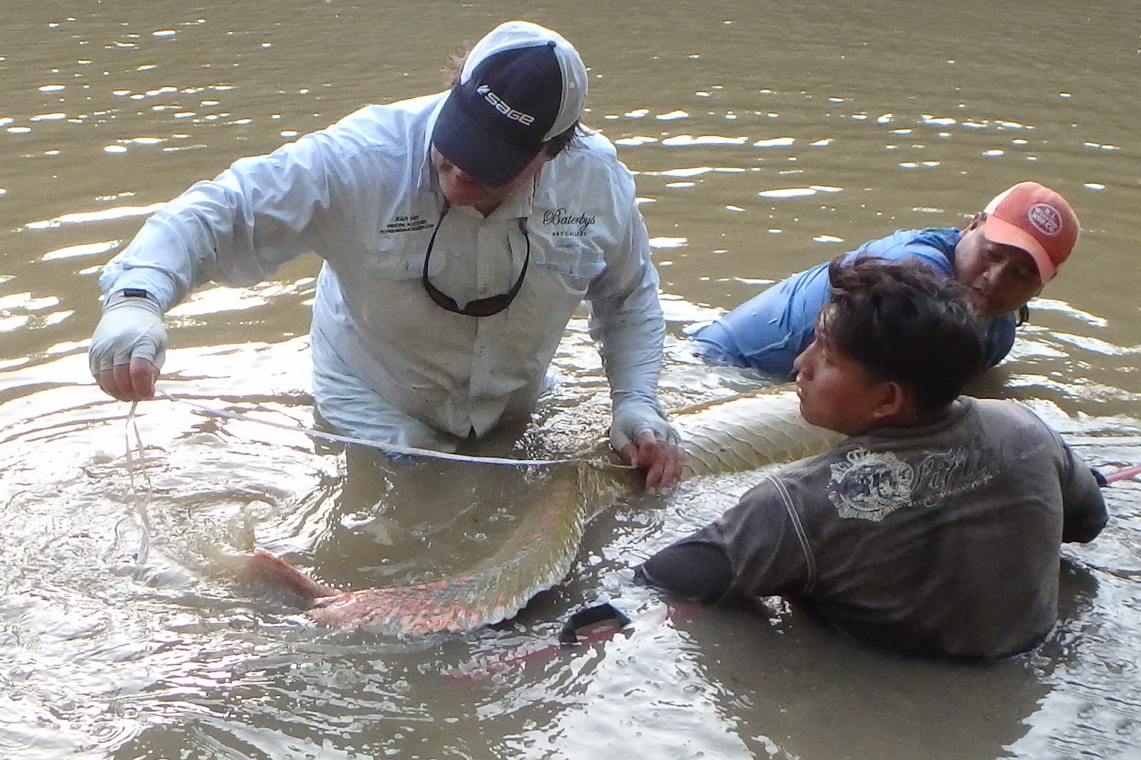 Arapaima Record