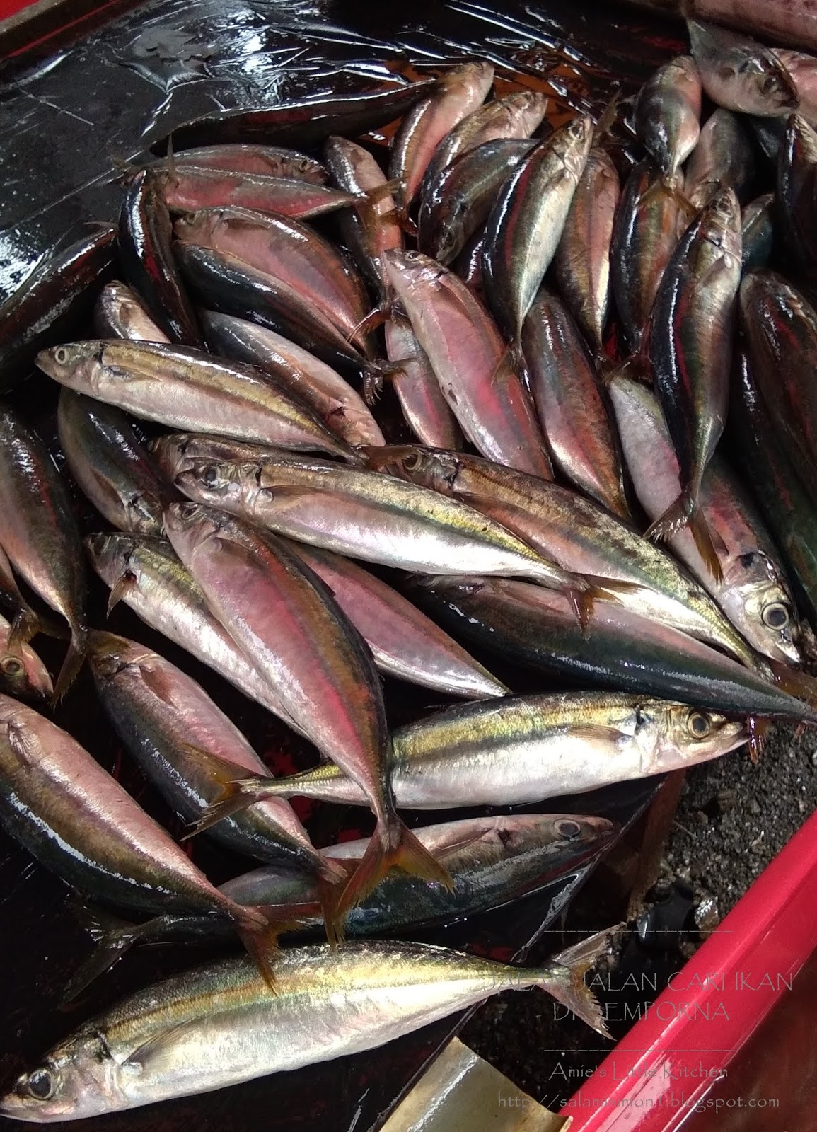 Jalan-Jalan Cari Ikan di Semporna - Amie's Little Kitchen