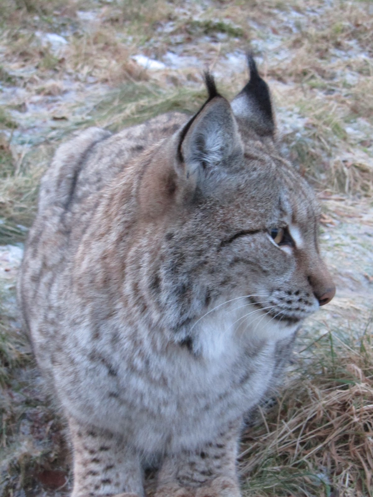 Claartje & Douglas: Hugging wolves in the Polar Zoo