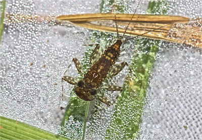 Aquatic Insects of Central Virginia: Leucrocuta hebe: Our "Pale Evening ...