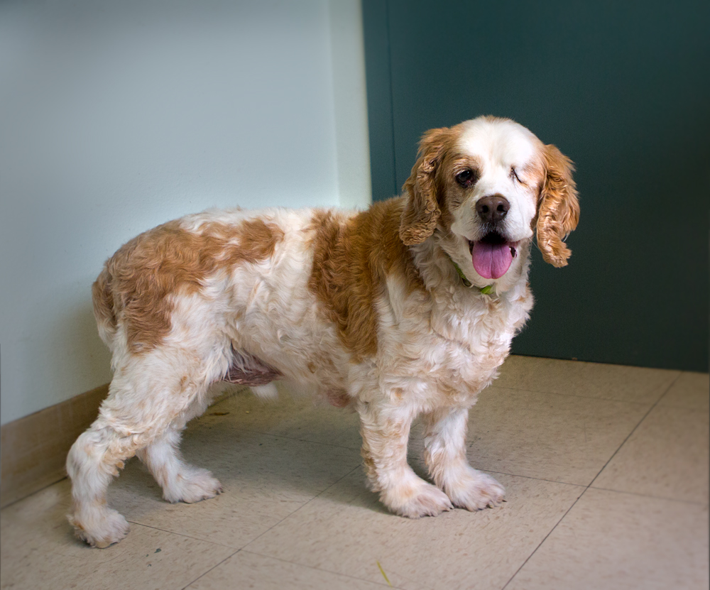 Shelter Dogs of Portland: "JACK" loving older Cocker Spaniel