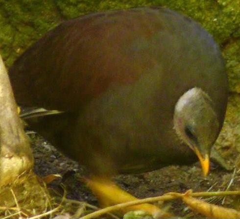 Tongan Tropical Moist Forests: Endangered Species