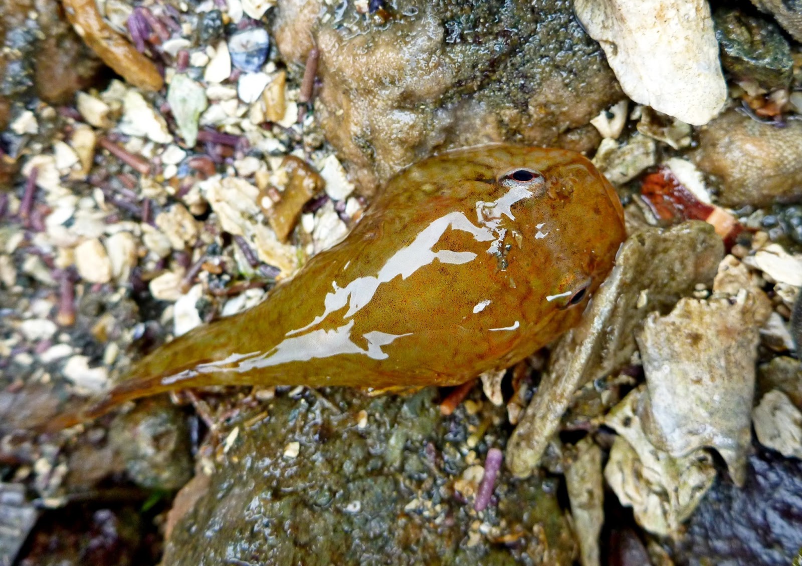 Buzz's Marine Life of Puget Sound: Jun 26, 2013