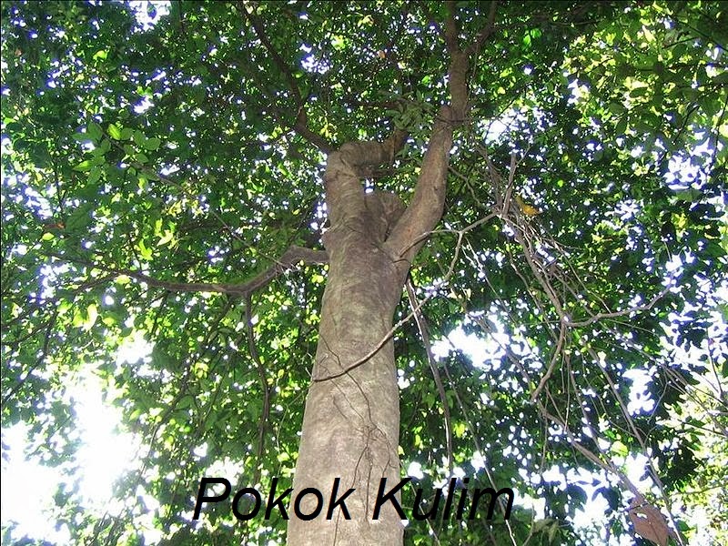 BUAH KULIM: Apa Itu Buah Kulim?