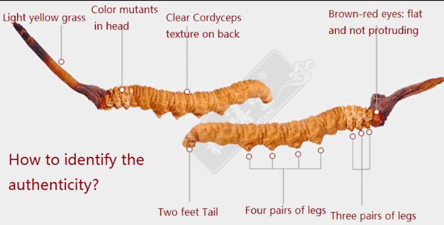 Quota system launched in Yarsagumba collection