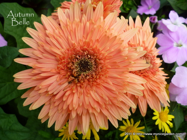 My Tropical Plants Finder: Gerbera Daisy - Peach