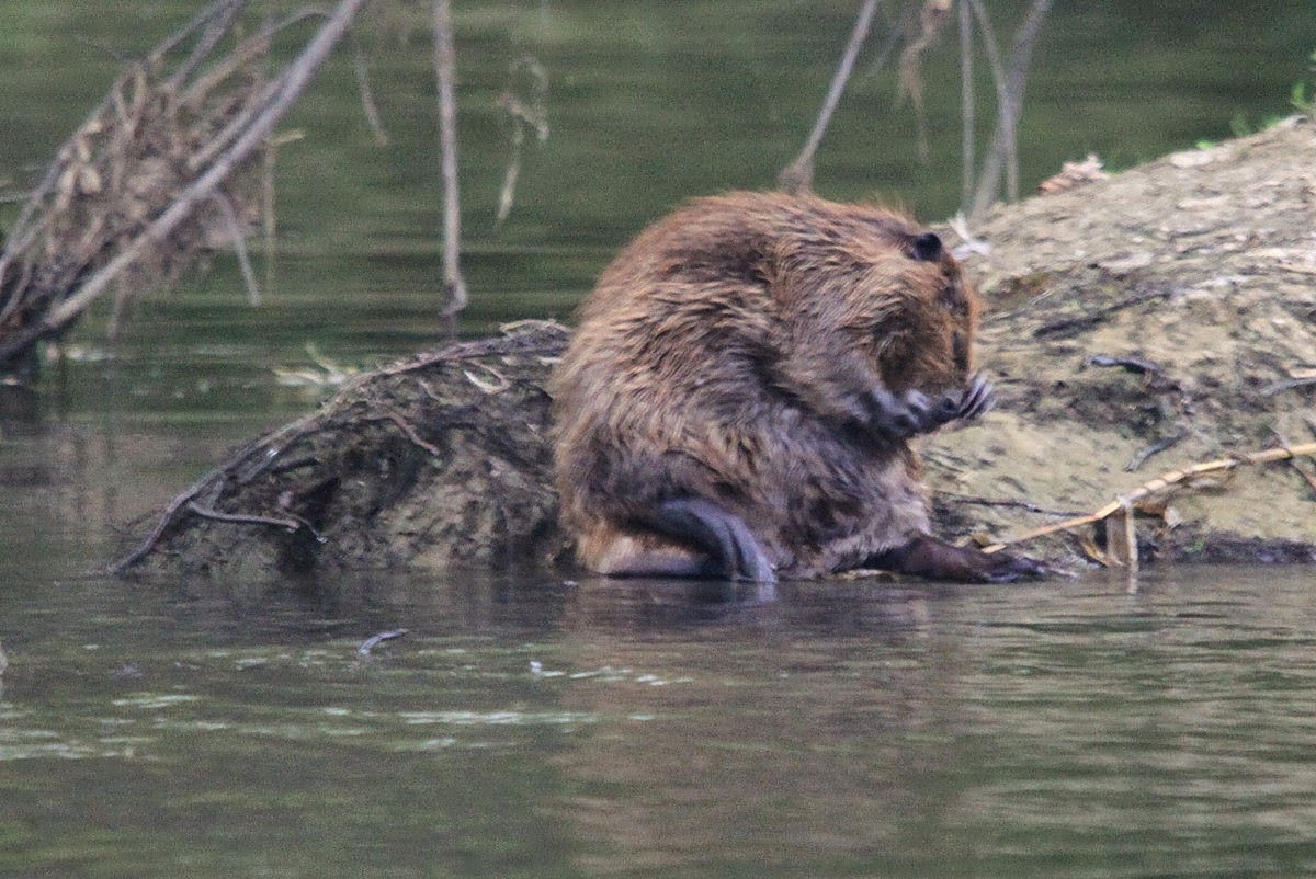 Gary's Outdoor Wanderings2: MORE UNUSUAL BEAVER PICS