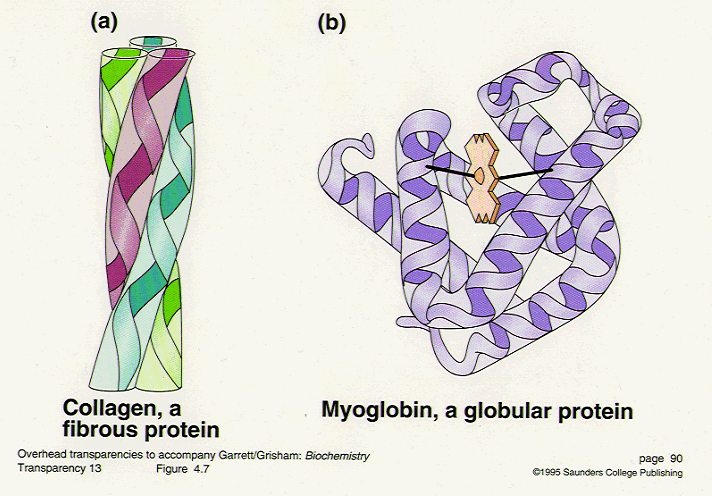 Difference Between Globular and Fibrous Proteins (Globular vs Fibrous ...