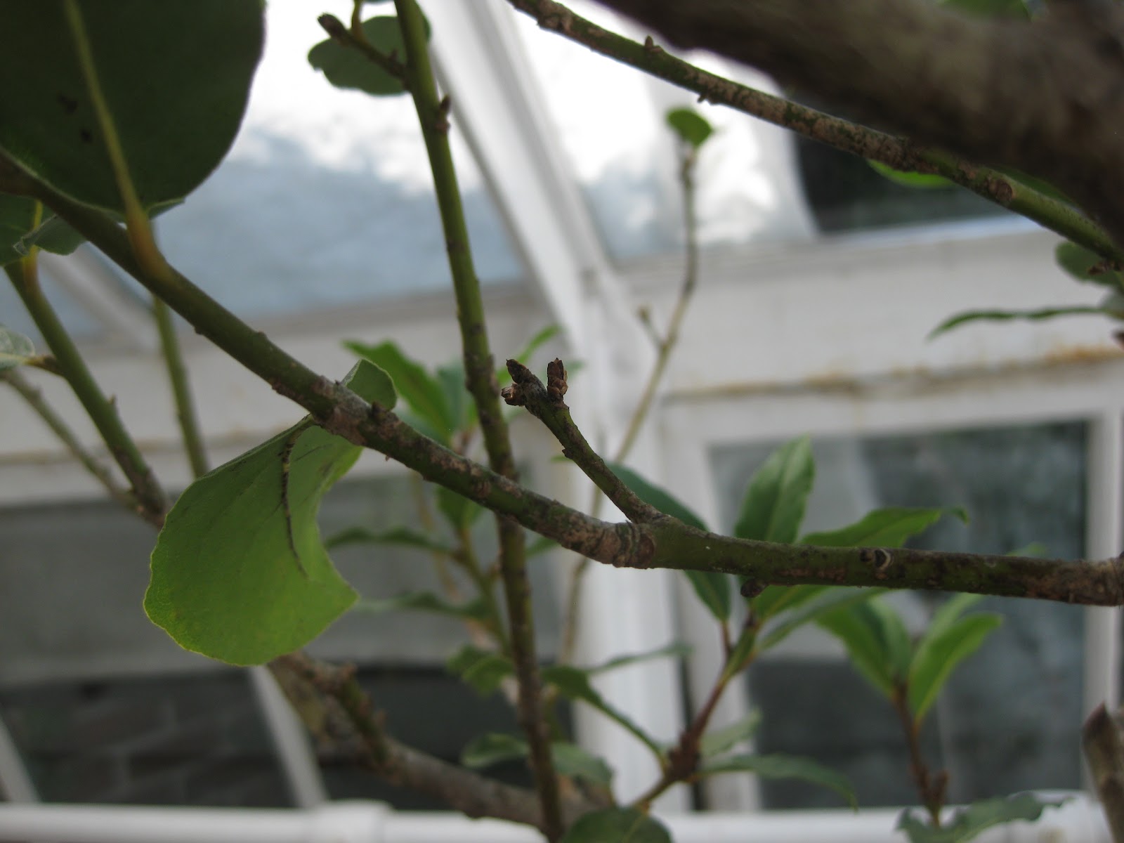 whs-ap-bio-2012-nakata-axillary-bud