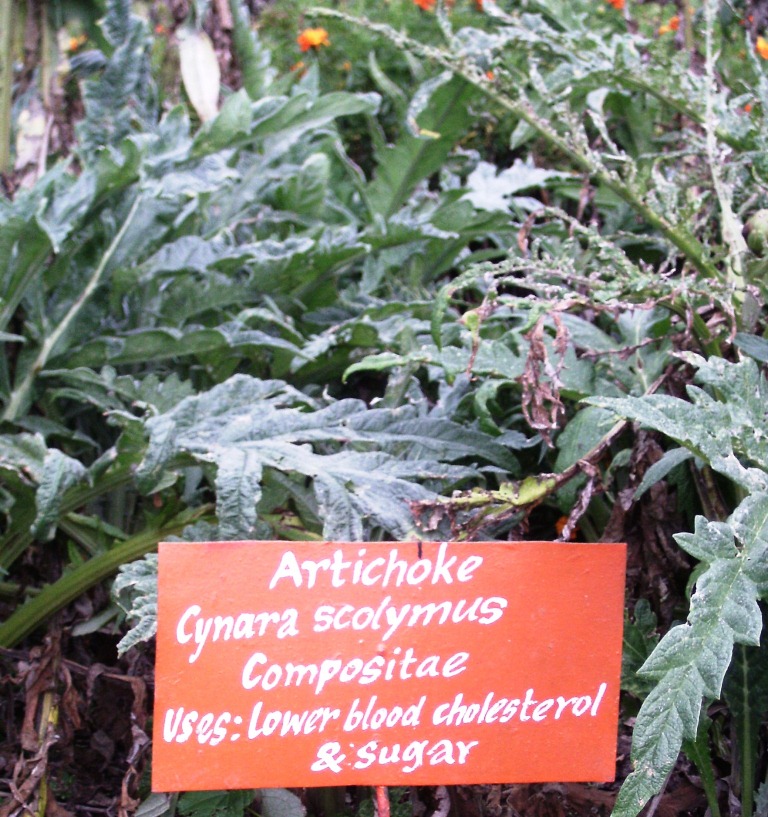 JERNANG (Daemonorops.Sp): Foto-foto Community-based Monitoring Systems ...