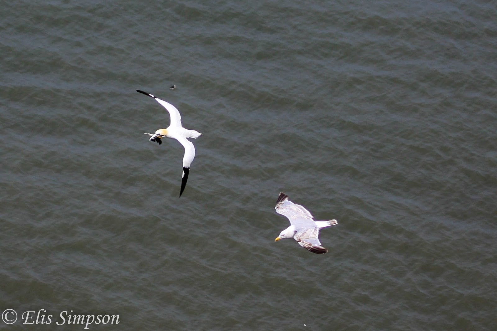 Rick Simpson Birding: A day out at Bempton Cliffs