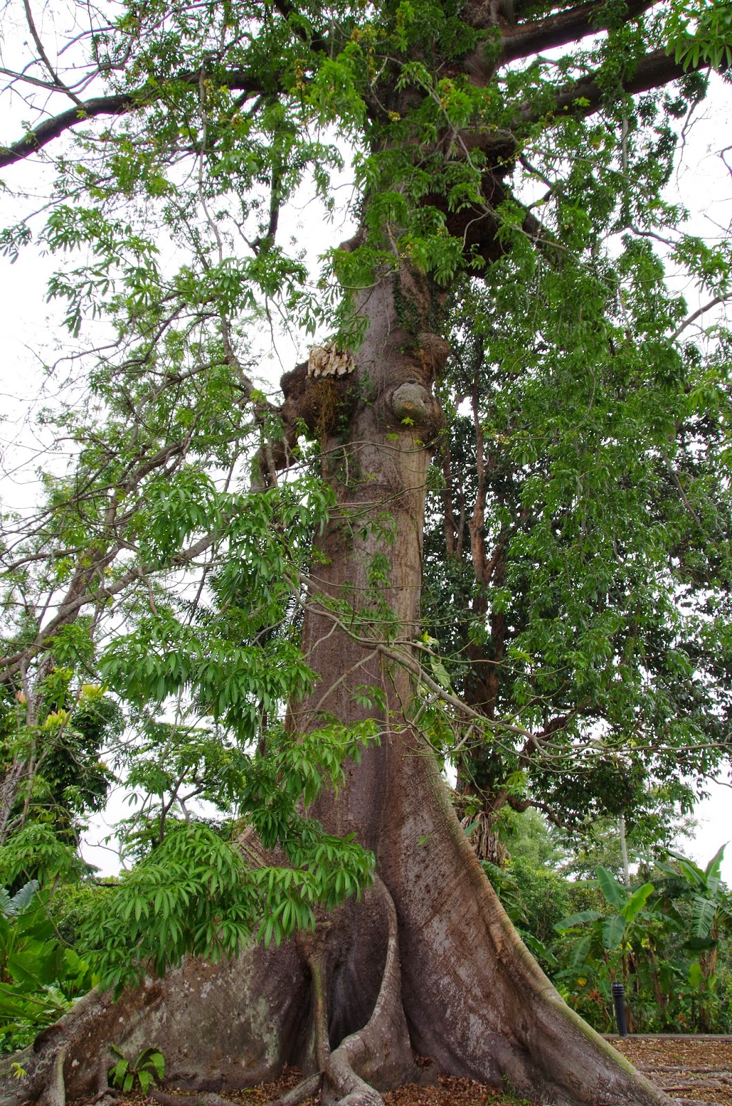 Trees and Plants: Kapok Tree