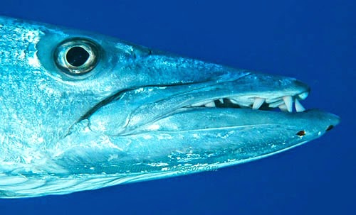 Life under the blue water : Dangerous and Deadly Sea Creatures: Barracuda