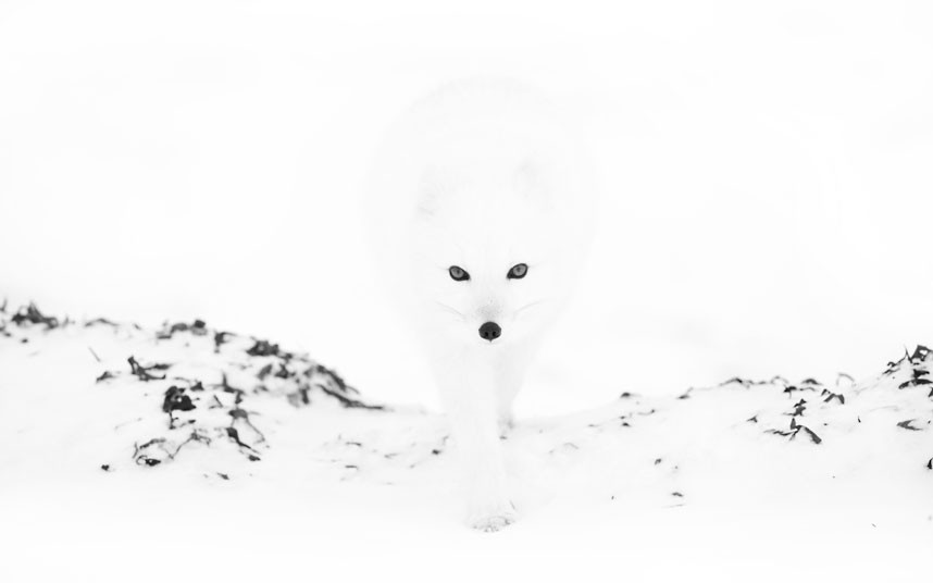 White Wolf : White on white: Amazing Arctic Foxes in Canada ...