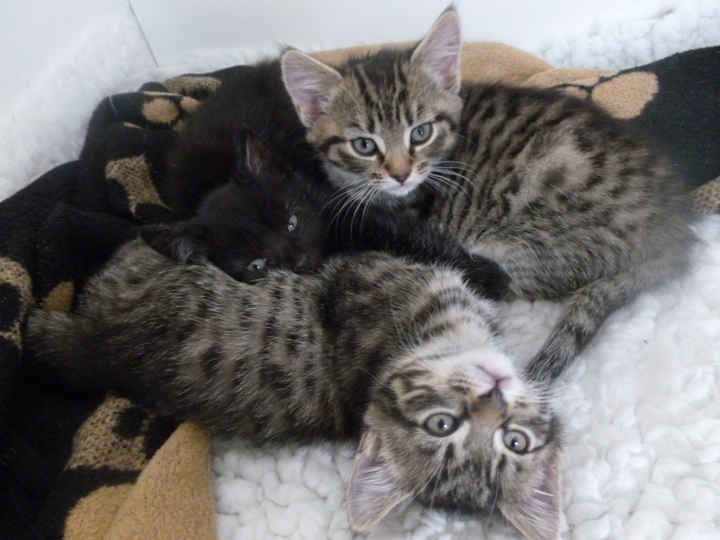 Cats Protection - Exeter Axhayes Adoption Centre