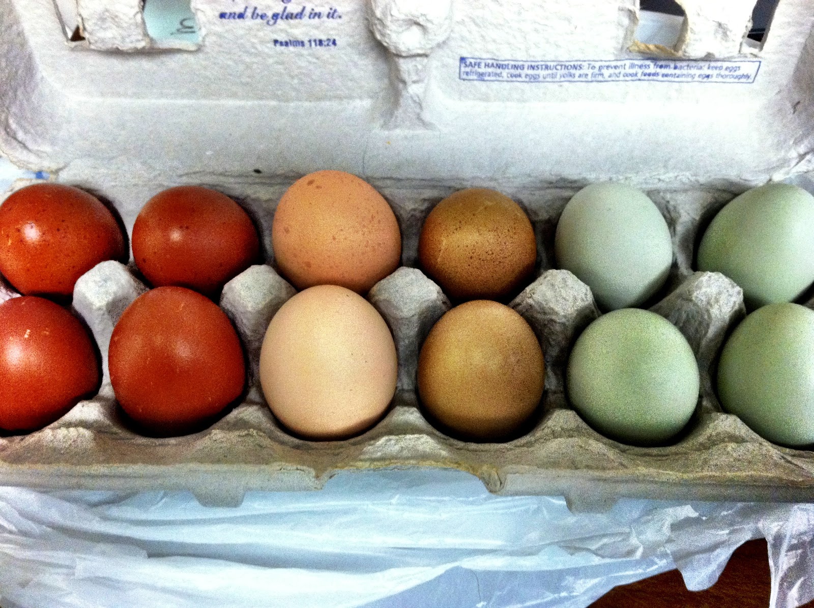 That's What She Fed: An Egg-cellent Eggs-periment
