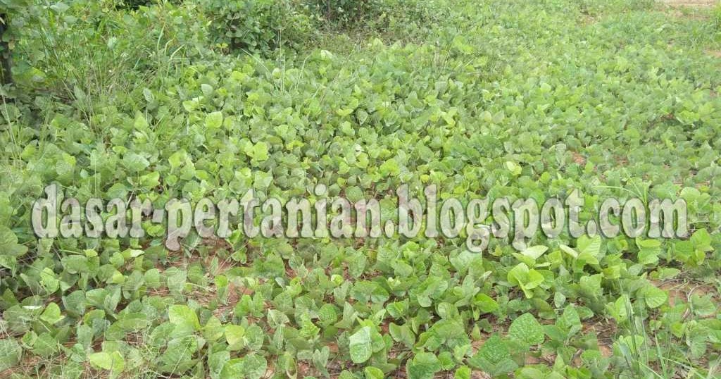 Inilah Jenis-Jenis Tanaman Penutup Tanah/Legum Cover Crop (LCC)
