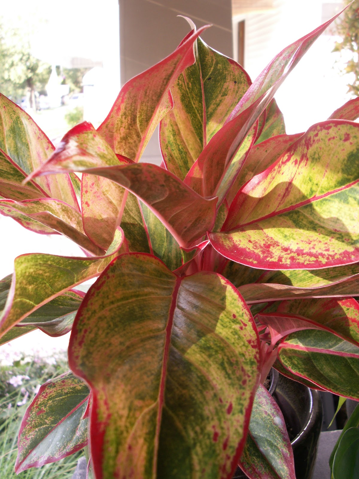 A Study in Contrasts: September Foliage Follow Up: Hot Fall Hues