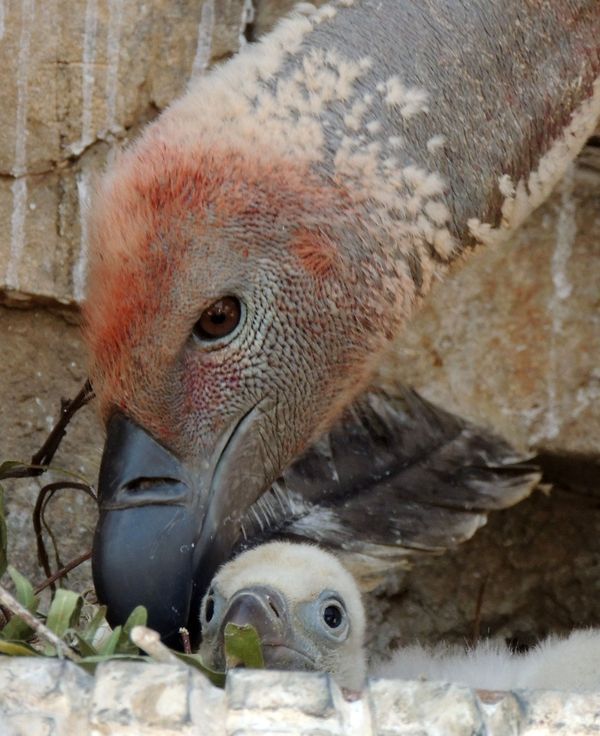 Faszination Geier: 16 Tage altes Kapgeier-Küken