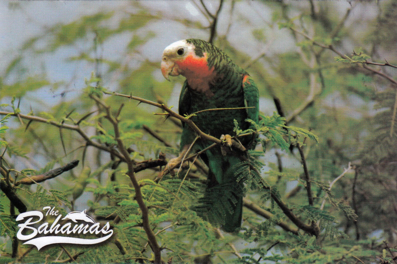 Brane & Nina: Bahama parrot (Amazona leucocephala bahamensis)