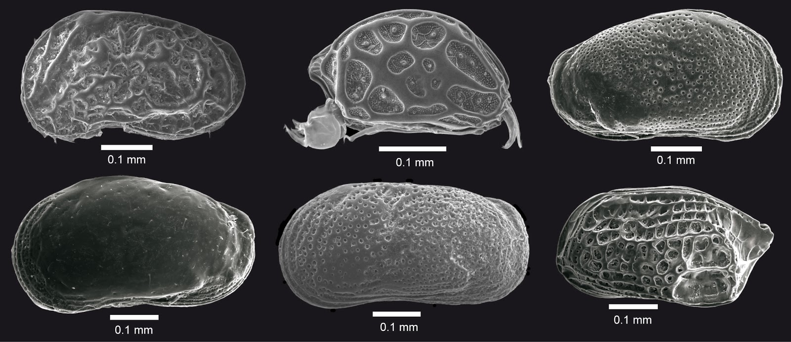WeBlog Aragosaurus: Los Ostrácodos del estuario de Tina Menor ...