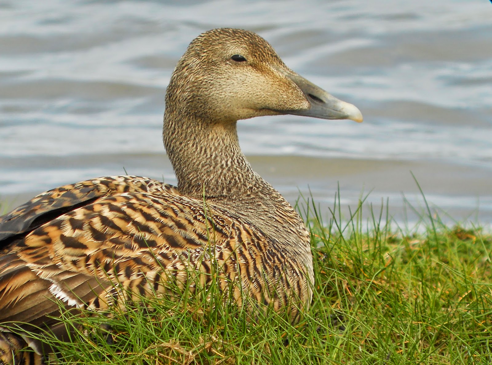 Birding North Wales and beyond: King Eider in Aberdeenshire