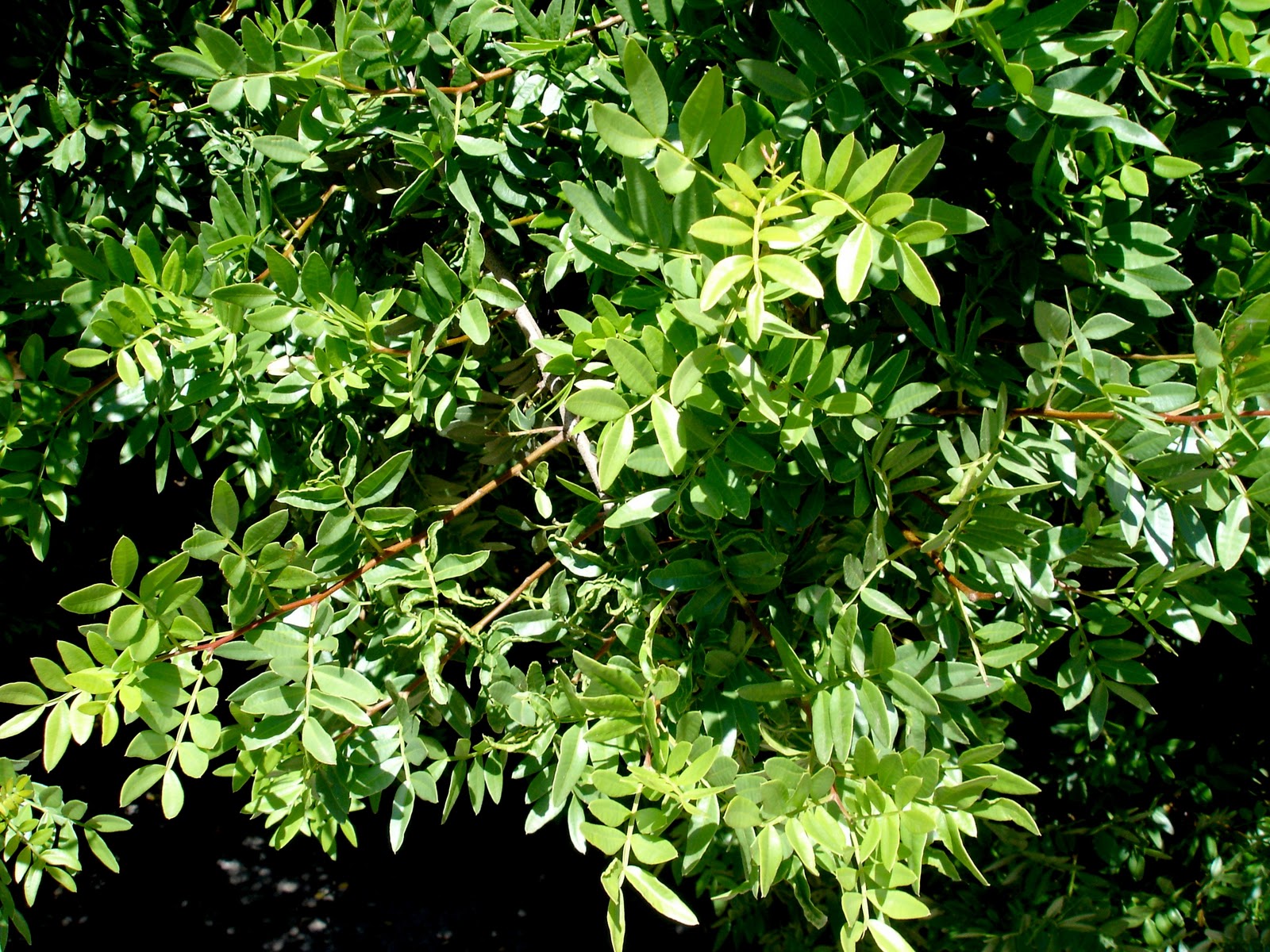 Árboles con alma: Lentisco. Llentiscle. (Pistacia lentiscus)