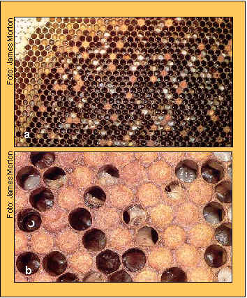 CRIAÇÃO DE ANIMAIS: Doenças e Inimigos das Abelhas