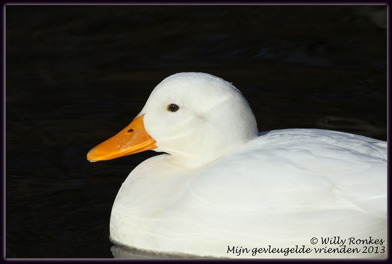Mijn gevederde vrienden: Tamme eend (witte kwaker)
