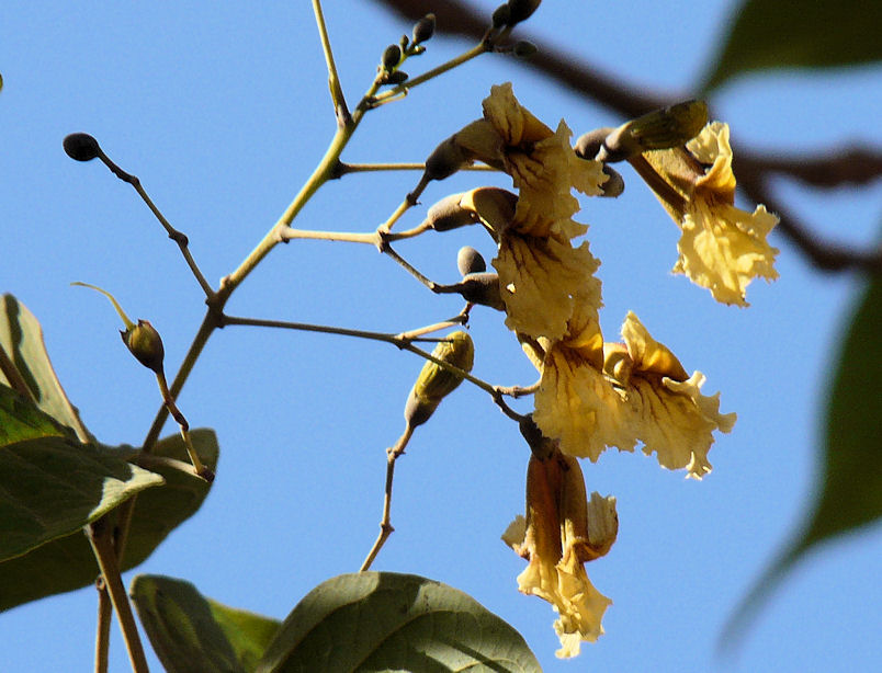 SS Moments: Padari Tamarind leaves Kootu