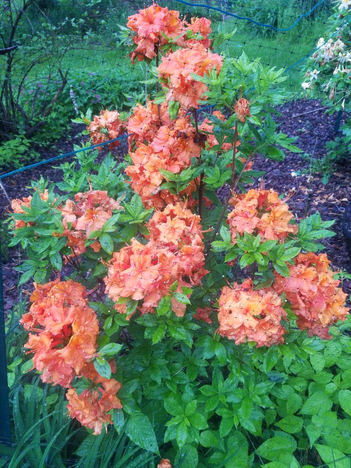 Future Plants by Randy Stewart: Azalea - Deciduous Hybrids