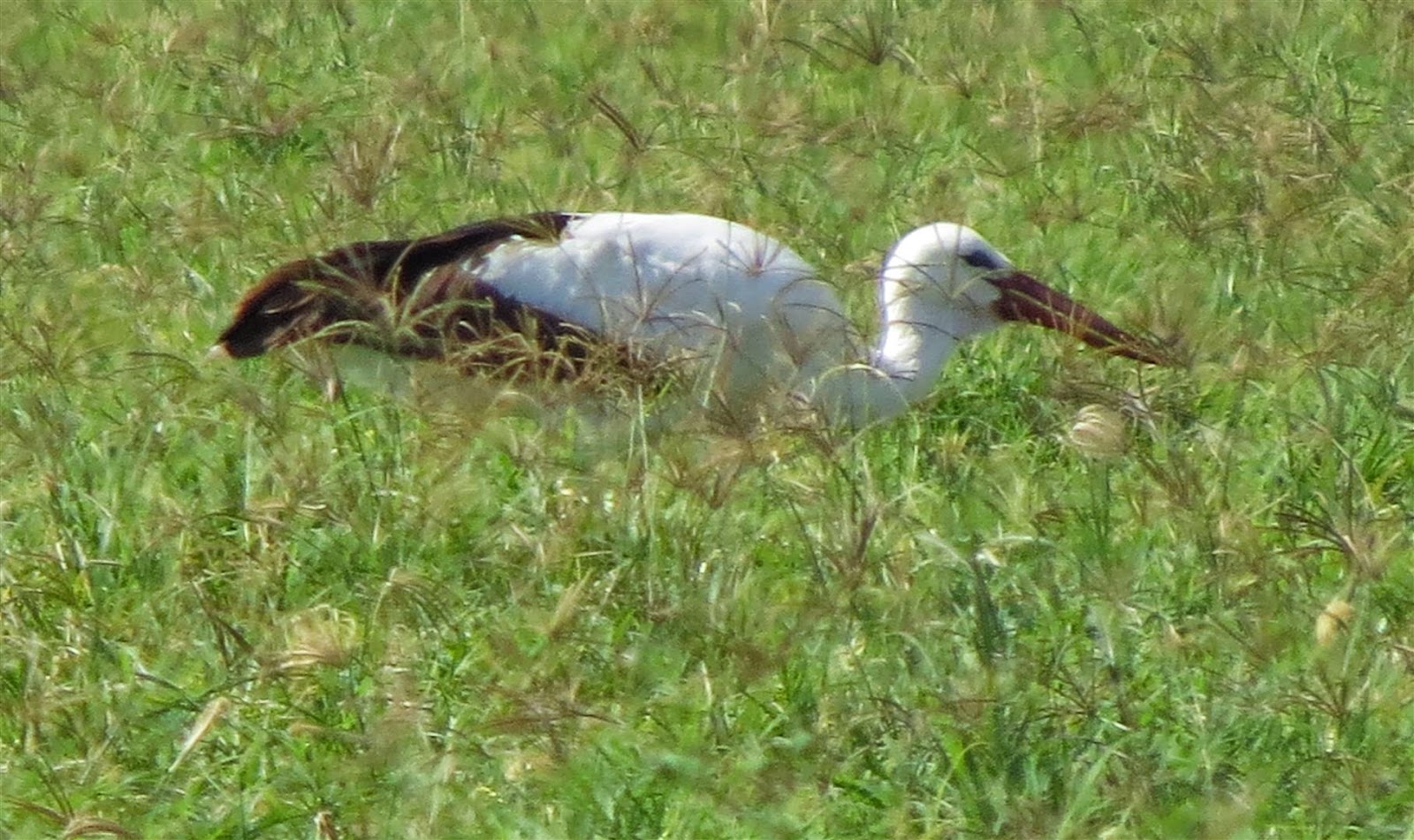 Birding for a Lark: Coming back from the desert