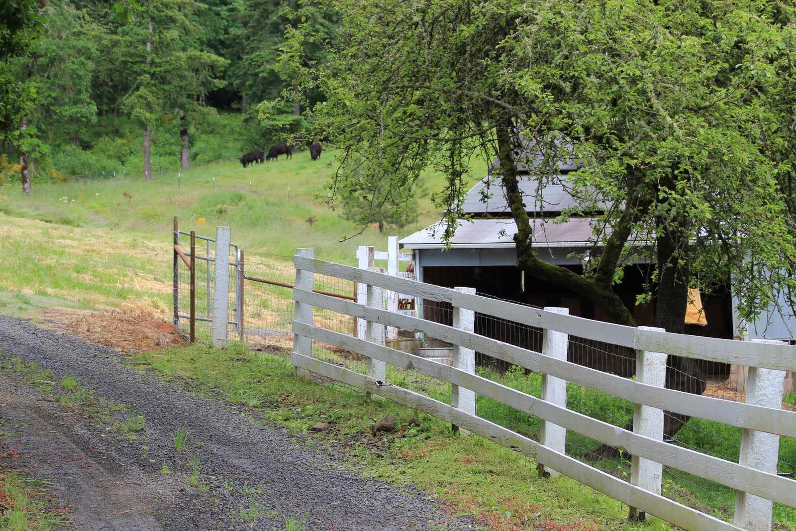The Flying "F" Ranch