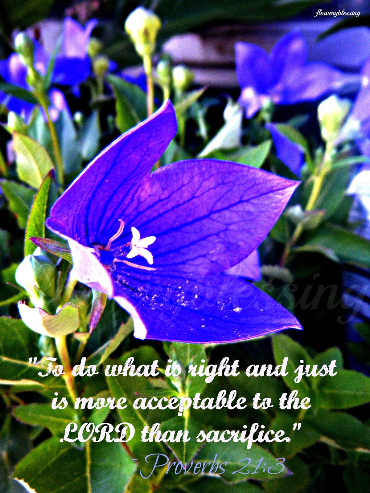Flowery Blessing: "To do what is right and just is more acceptable to ...