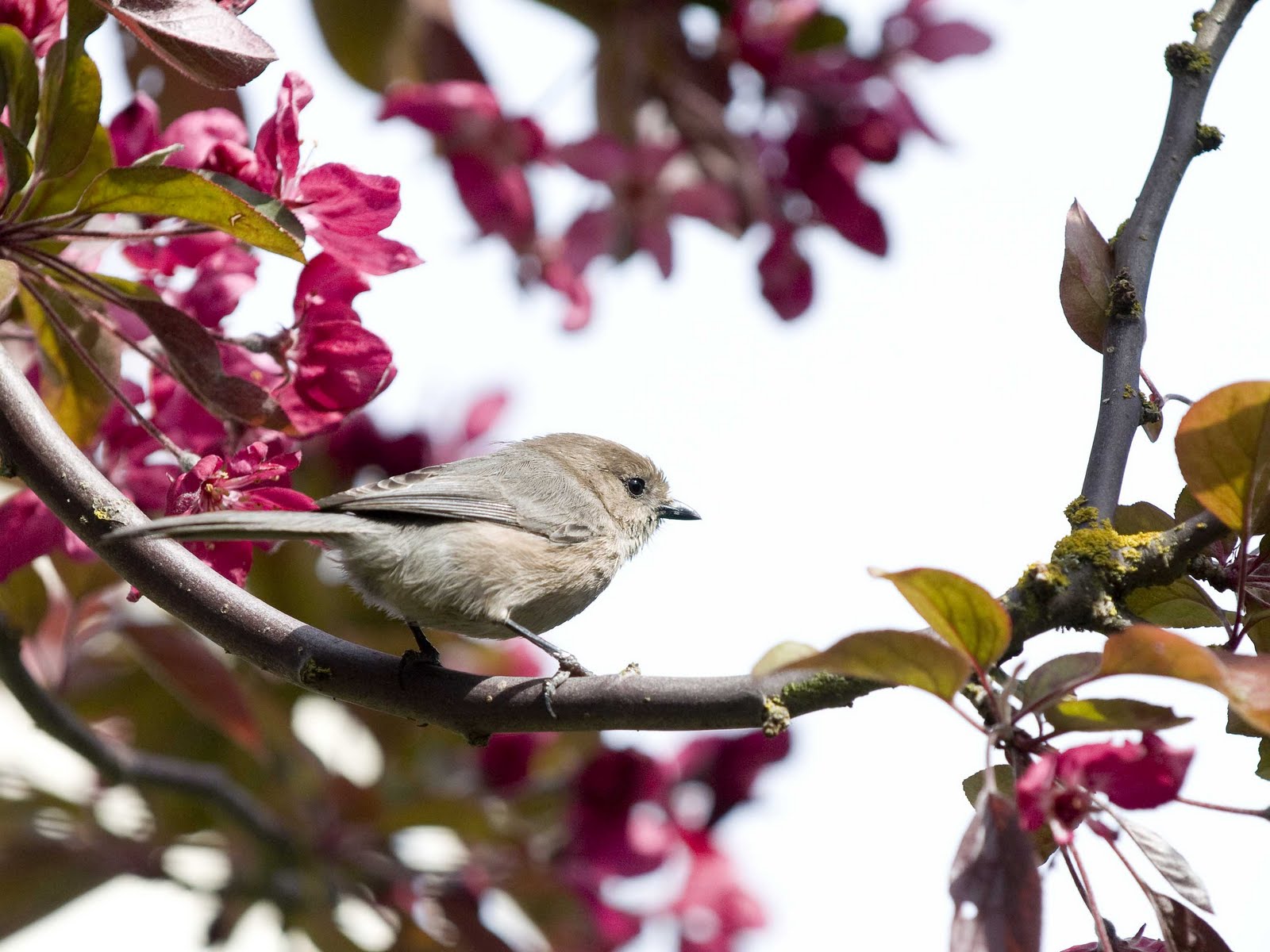 Alasdair Turner Photography: Seattle Backyard Birds and How to Attract ...