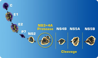 Interferon-free treatment for genotype-1b hepatitis C patients: an ...