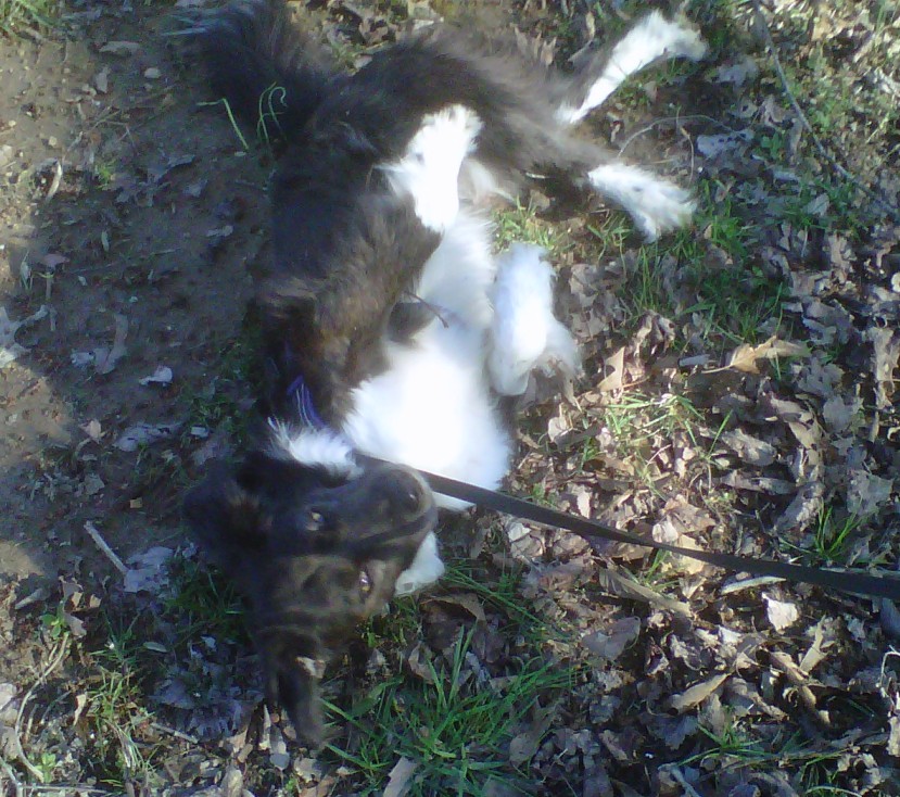 The Days of Johann, an agility dog!: The art of rolling in yucky stuff!