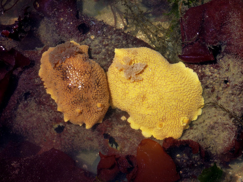 Buzz's Marine Life of Puget Sound: Jun 12, 2012