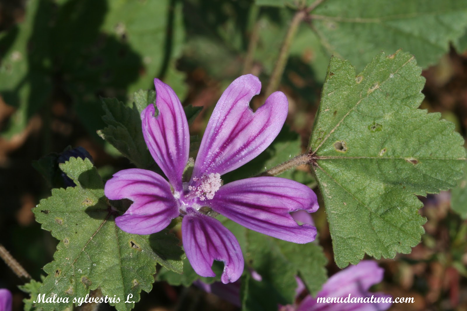 Menuda Natura: Malva sylvestris L.