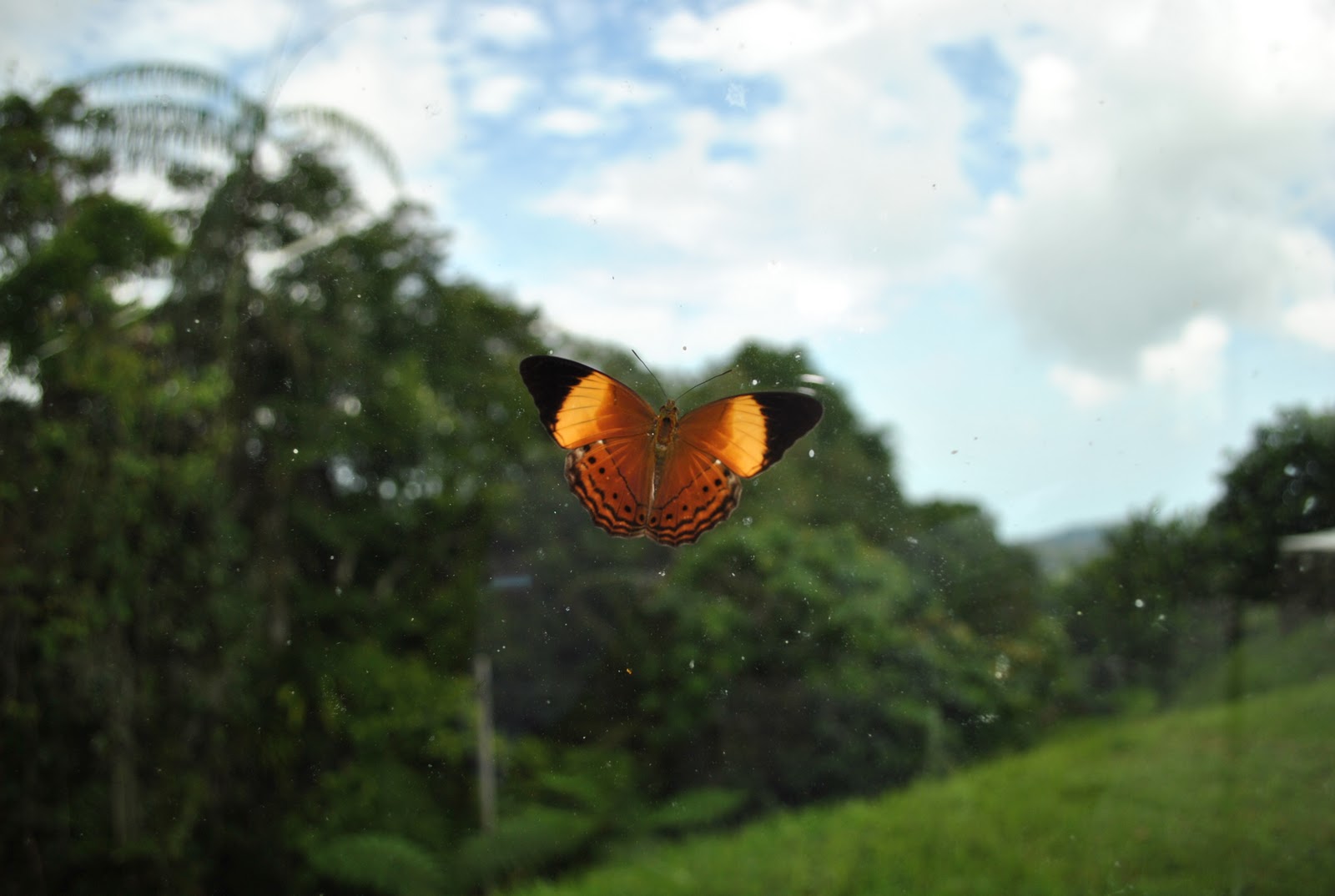 -= Omega Biru =-Suatu Catatan Penuh Makna: [INFO] Rama-Rama @ Kupu-Kupu?