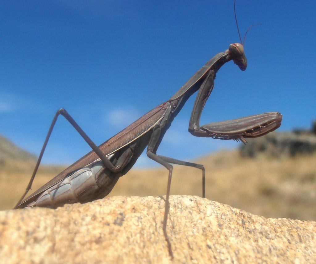Entre plantas y bichos: Mantis religiosa