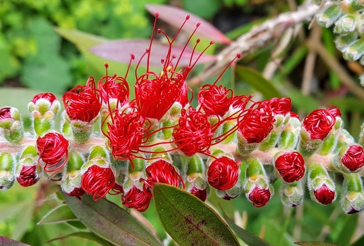 HOW TO GROW CALLISTEMON 'Captain Cook' |The Garden of Eaden