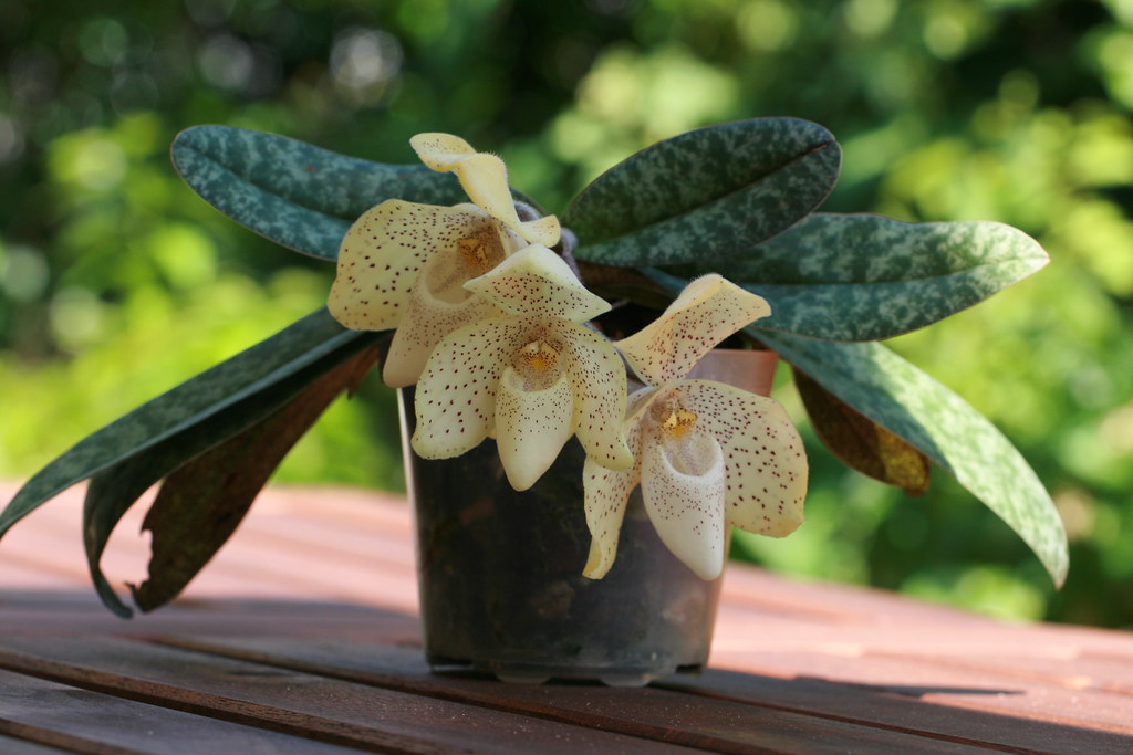 Paphiopedilum concolor orchid plant care and culture | Travaldo's blog