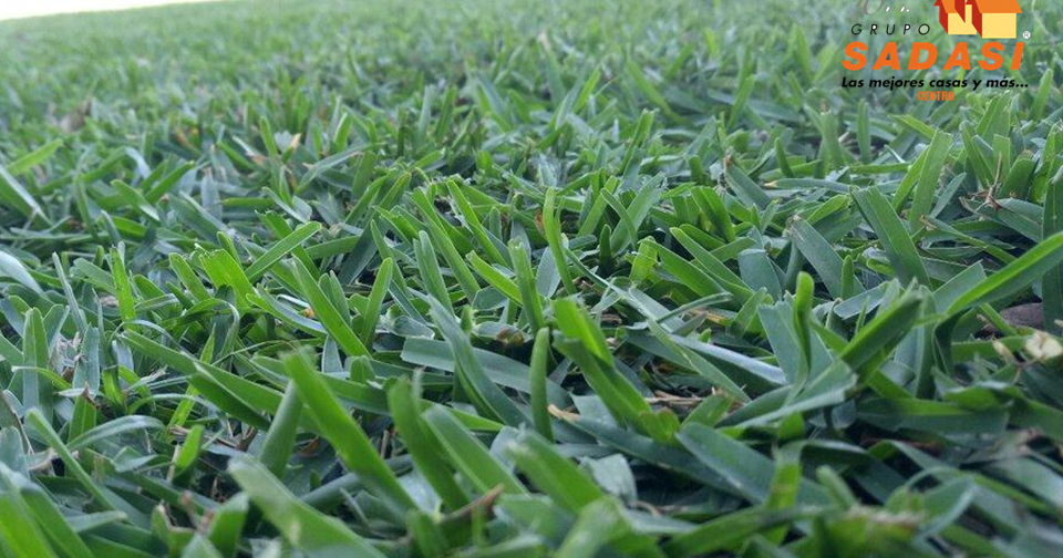 SADASI CORPORATIVO: CONOZCA MÁS SOBRE LOS TIPOS DE PASTO NATURAL