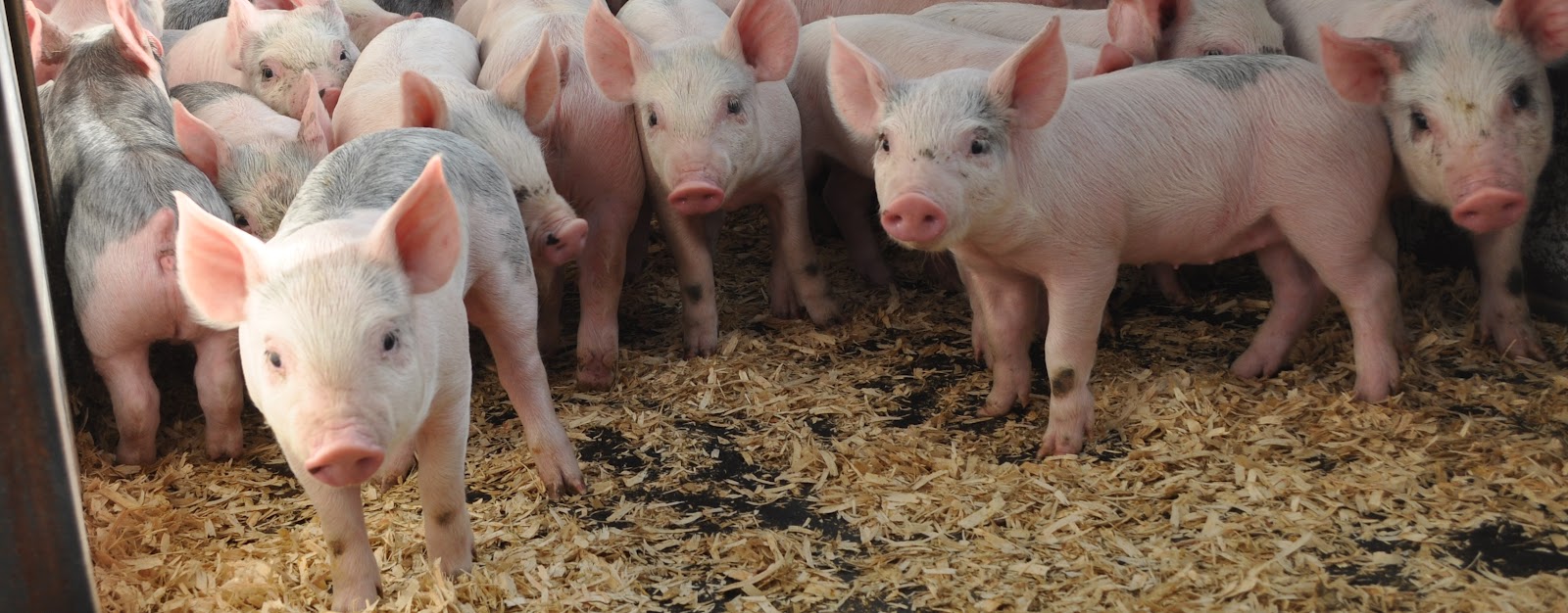meat: Retail weaner pigs - odd question