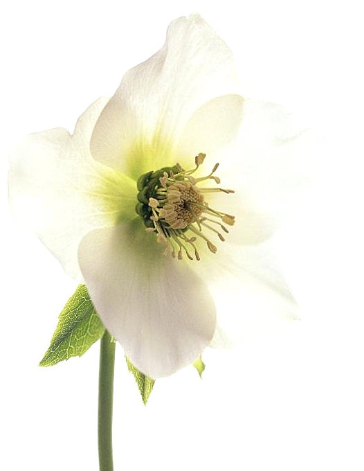 Brabourne Farm: Love .... White Flowers